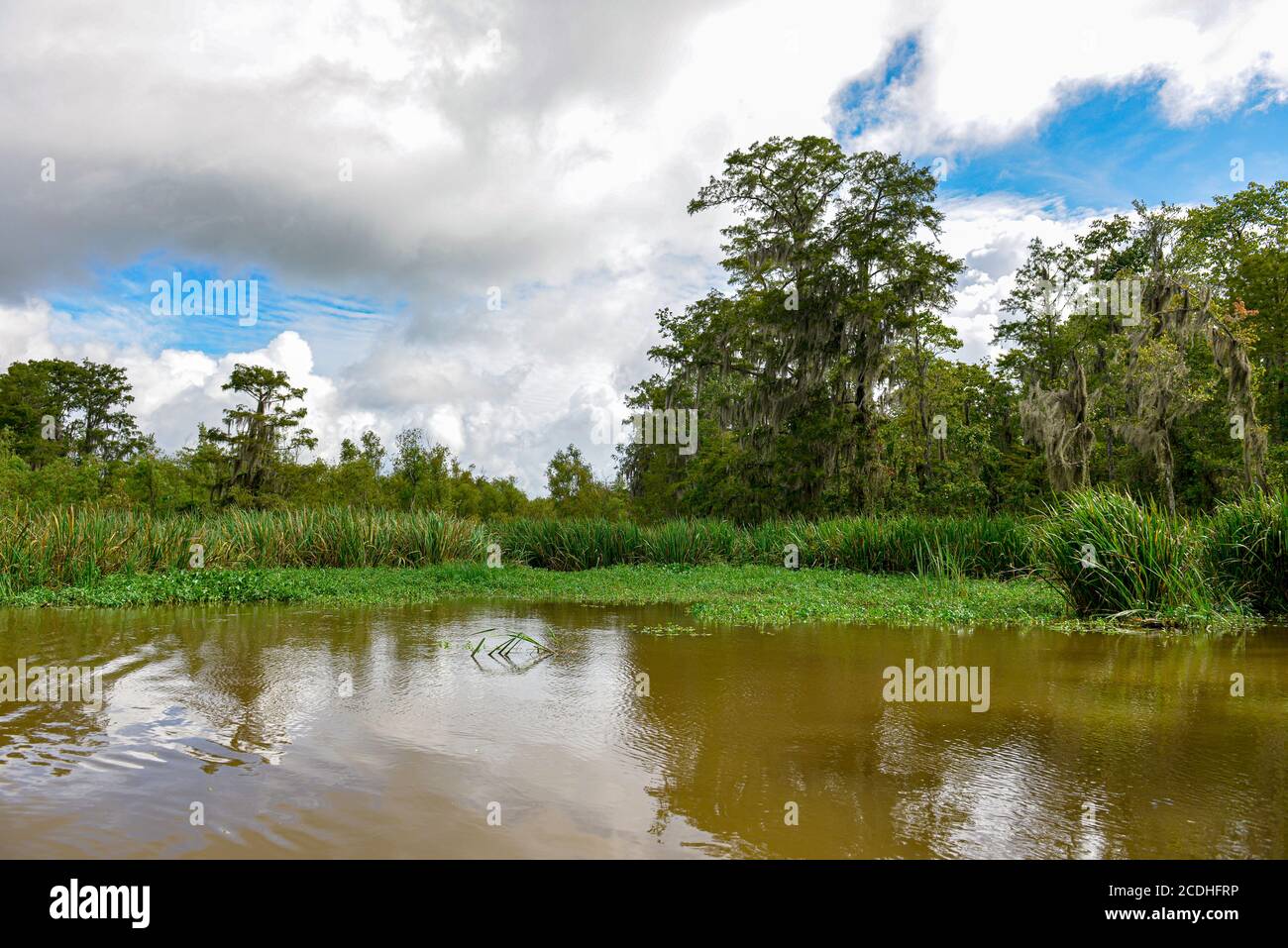 Louisiana bayou aligator hi-res stock photography and images - Alamy