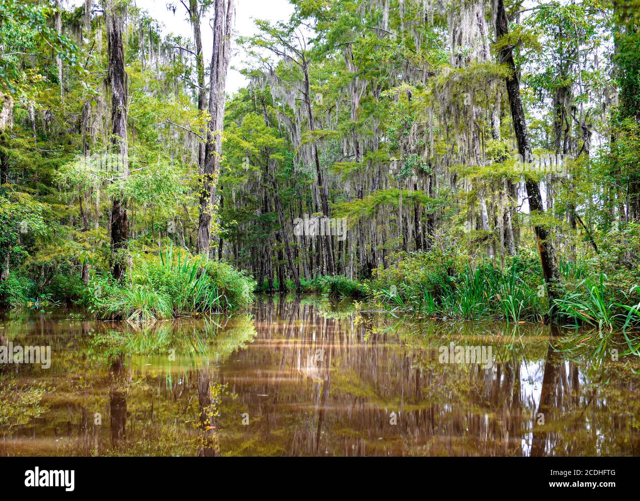 Louisiana bayou aligator hi-res stock photography and images - Alamy