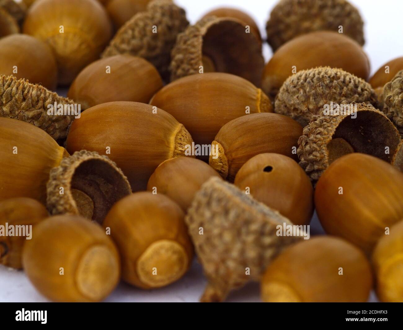 Tree acorns many hi-res stock photography and images - Alamy