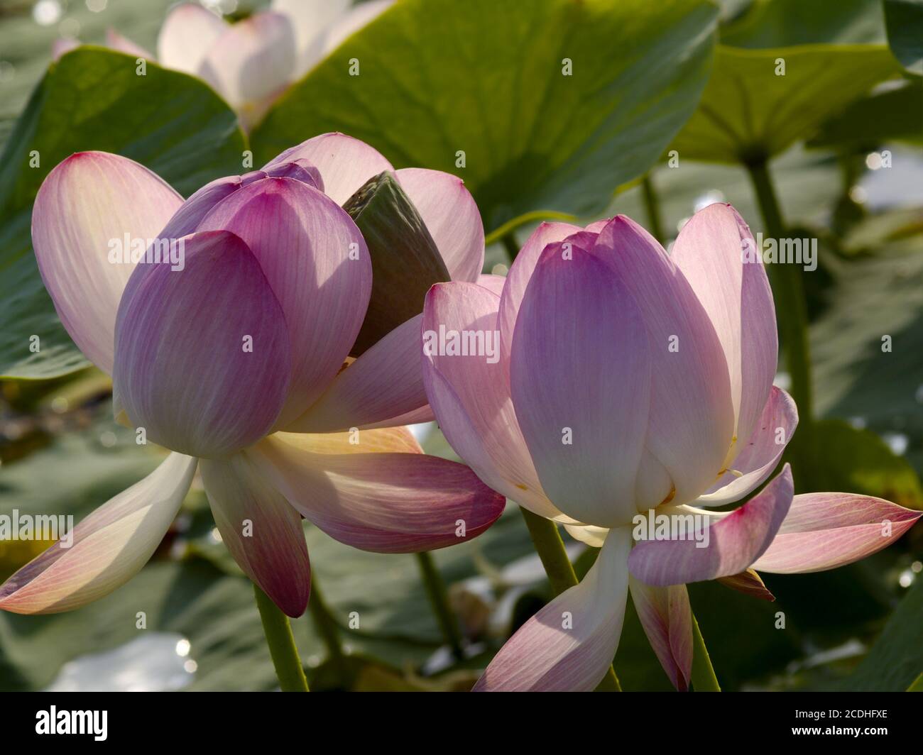 Rare lotus hi-res stock photography and images - Alamy