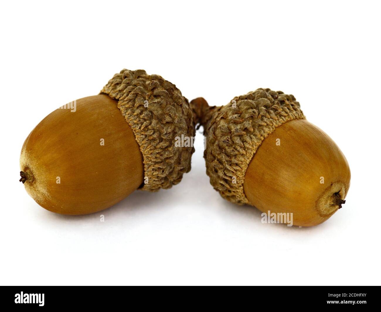 Two acorns isolated Stock Photo - Alamy