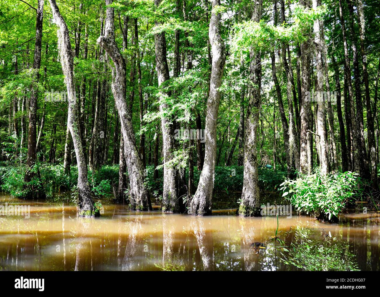 Louisiana bayou aligator hi-res stock photography and images - Alamy
