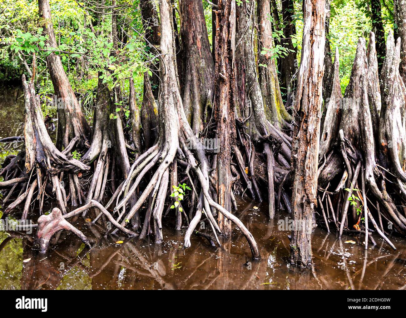 Swamp wildlife hi-res stock photography and images - Alamy