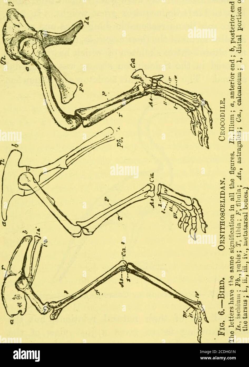 Distinct head crest hi-res stock photography and images - Alamy