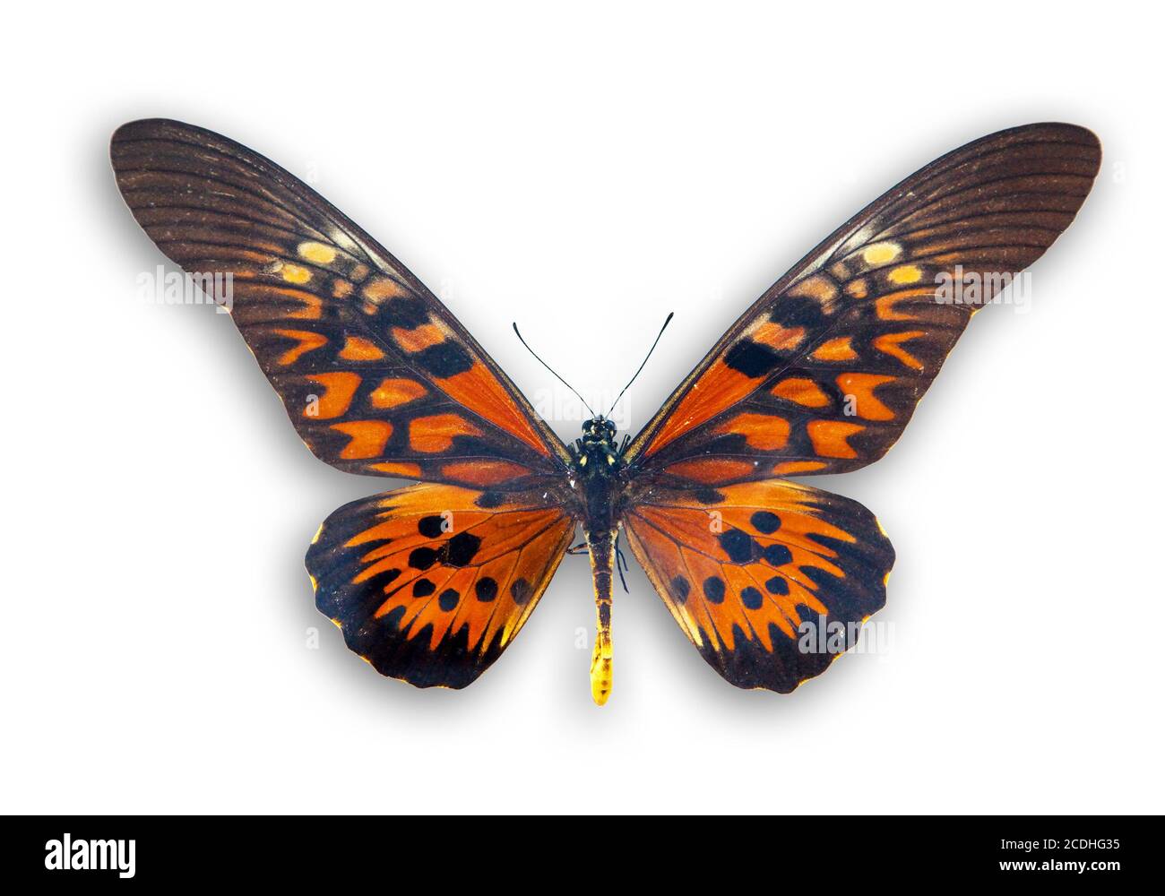 Beautiful red butterfly isolated on white Stock Photo - Alamy