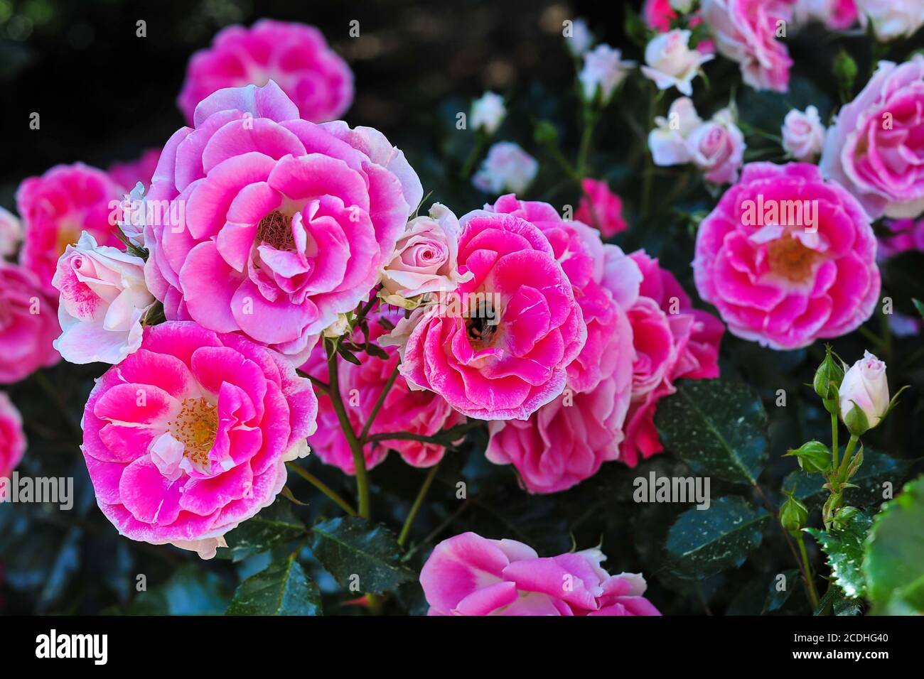 Dark pink roses bloom in a botanical garden Stock Photo - Alamy