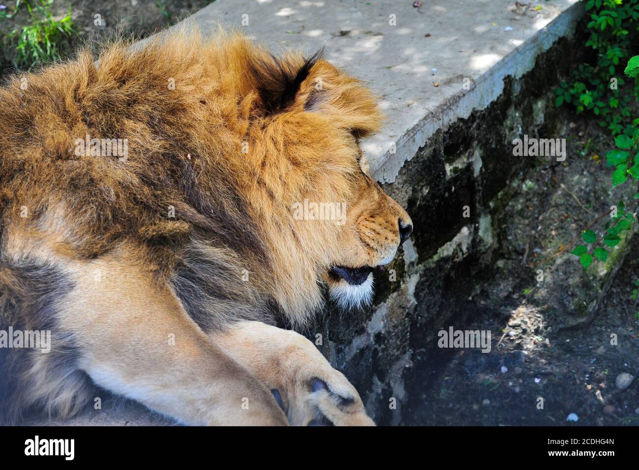 Big African lion resting in the shade of trees Stock Photo - Alamy