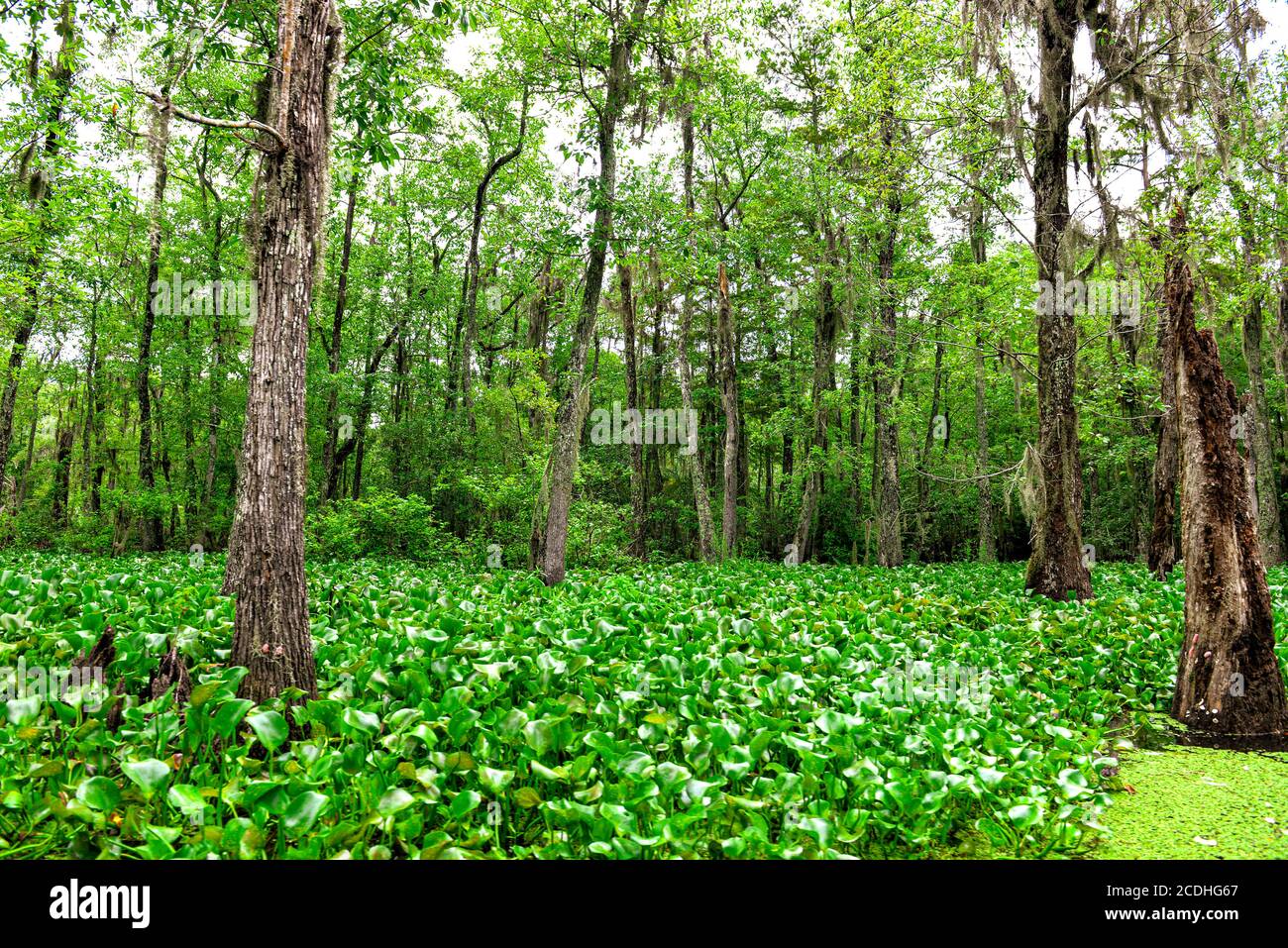 Louisiana bayou aligator hi-res stock photography and images - Alamy