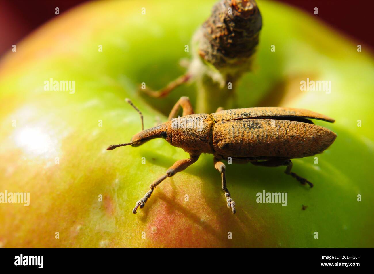 Weevil beetle sits on an apple. Close-up Stock Photo - Alamy