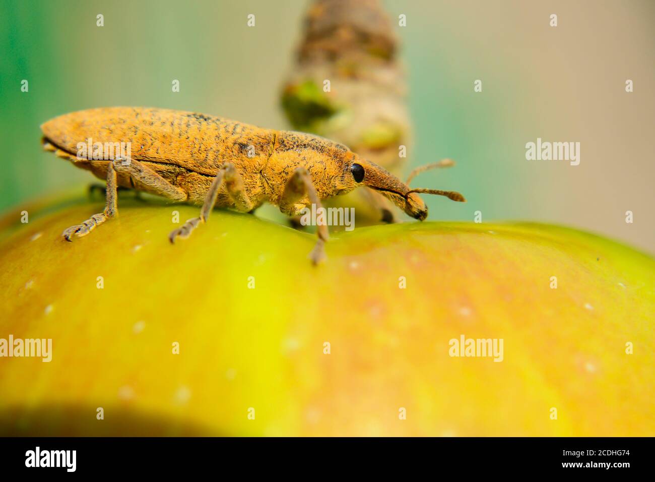 Green shiny weevil bug hi-res stock photography and images - Alamy