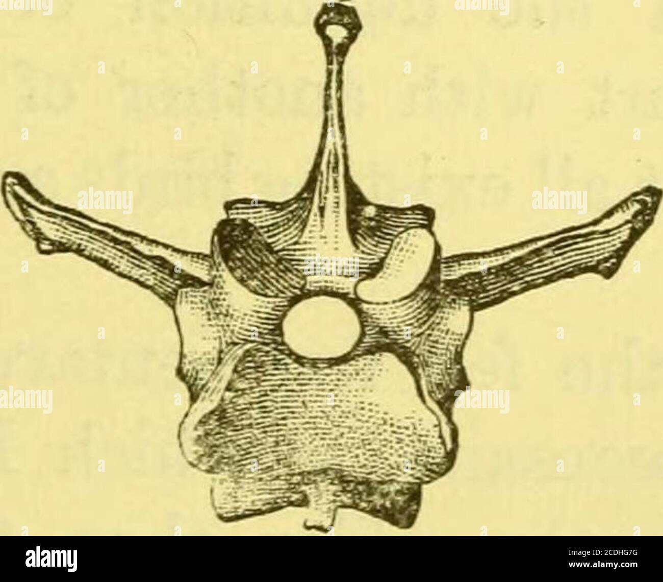 . Science and Hebrew tradition : essays . Il:. Fia. 4.—Hesperoenis ...
