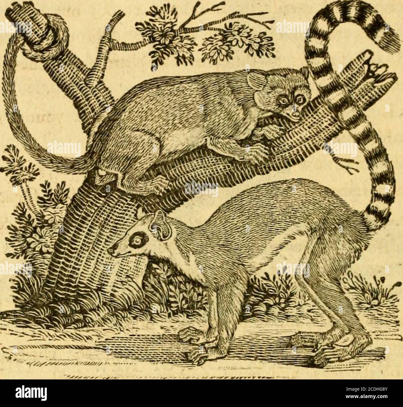 . A general history of quadrupeds : the figures engraved on wood . THE ...