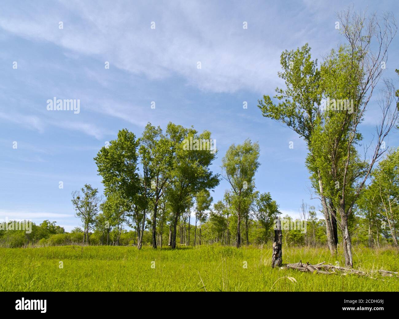 Elm branch hi-res stock photography and images - Alamy