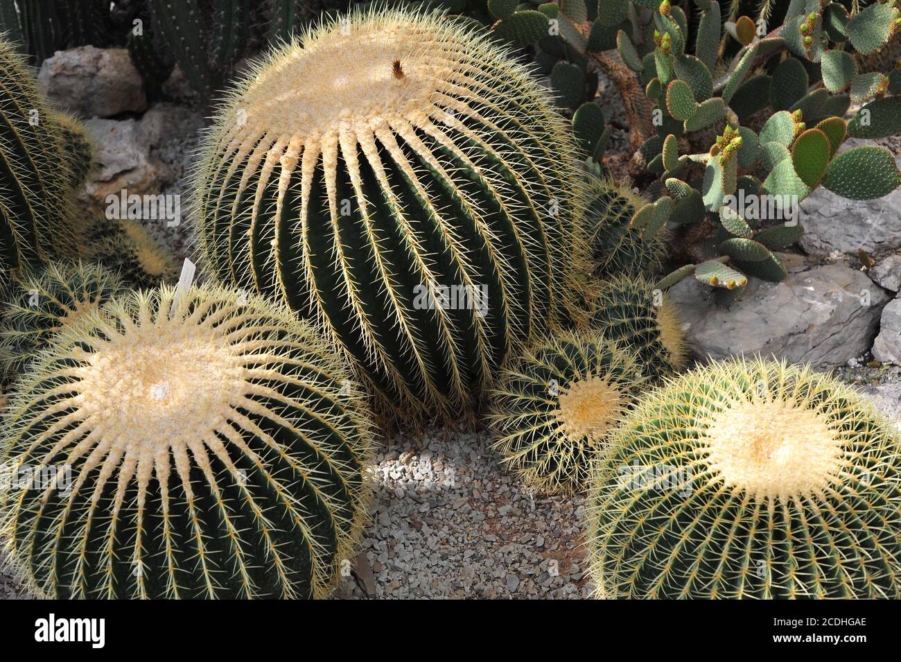 Photo of cactus fruit hi-res stock photography and images - Alamy