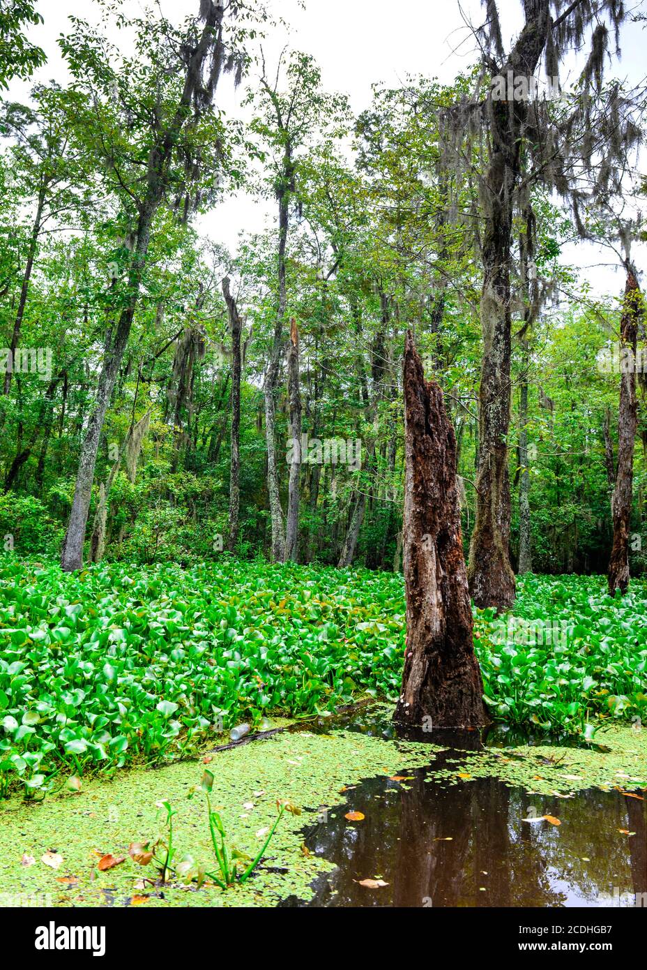 Louisiana bayou aligator hi-res stock photography and images - Alamy