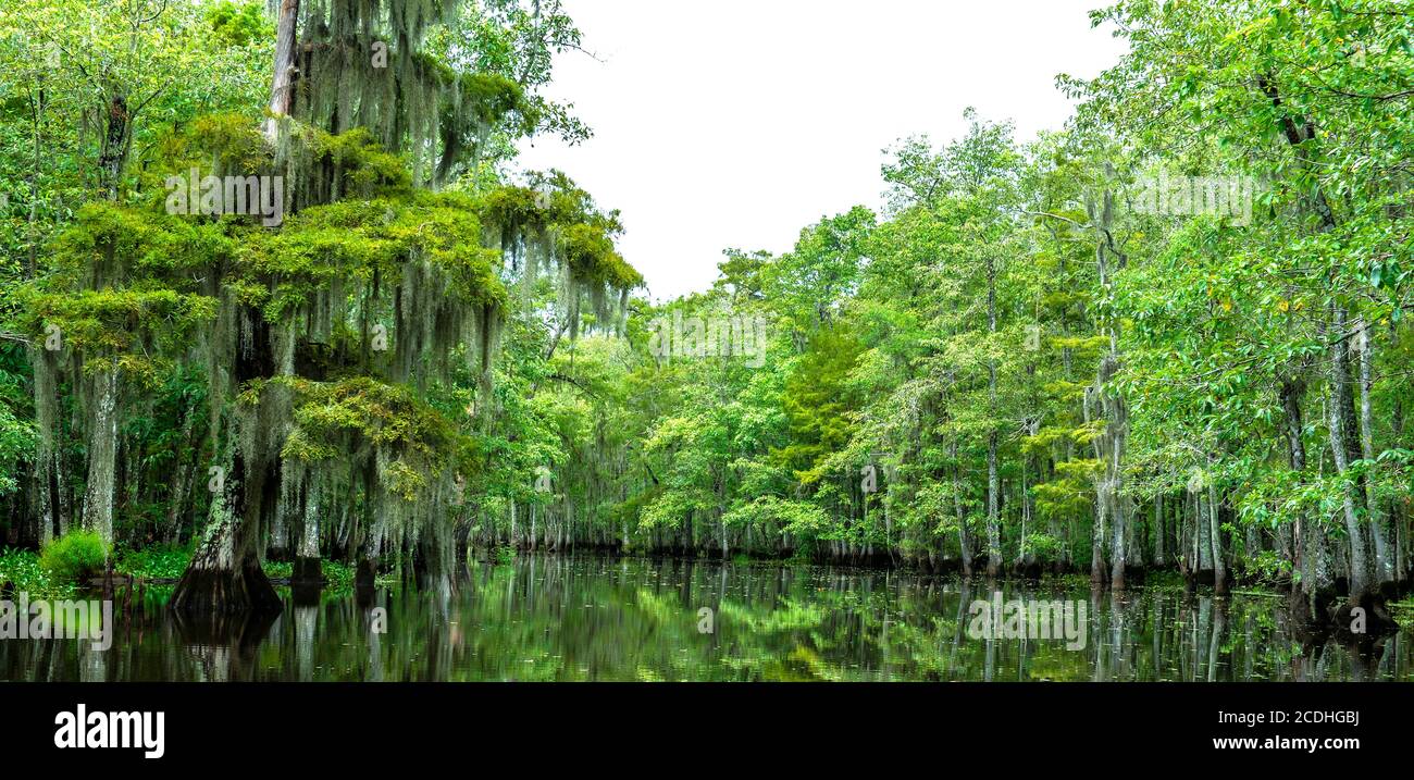 Swamp cyprus hi-res stock photography and images - Alamy