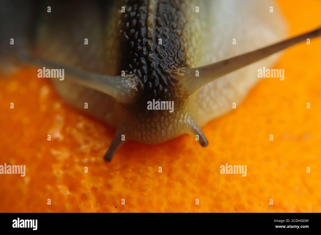 Big garden snail on a orange background Stock Photo - Alamy