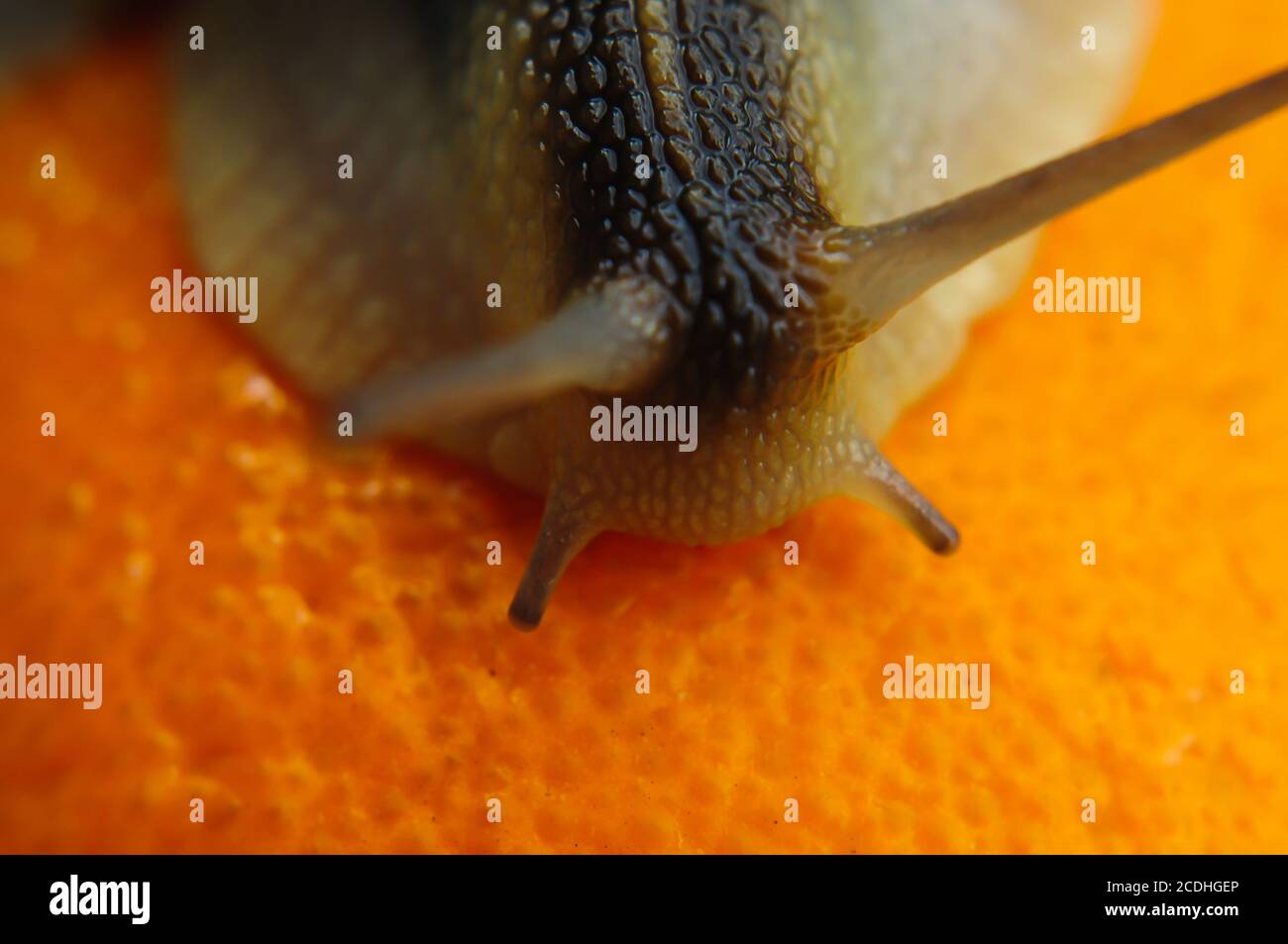 Garden snail orange shell brown hi-res stock photography and images - Alamy