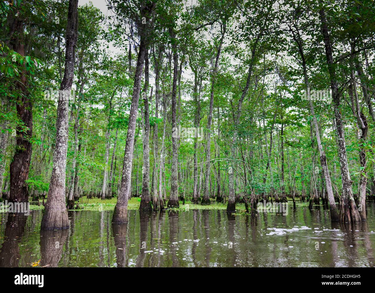 Swamp wildlife hi-res stock photography and images - Alamy