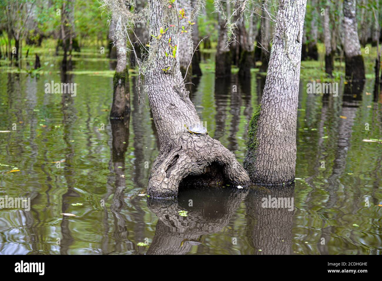 Turtle bayou hi-res stock photography and images - Alamy