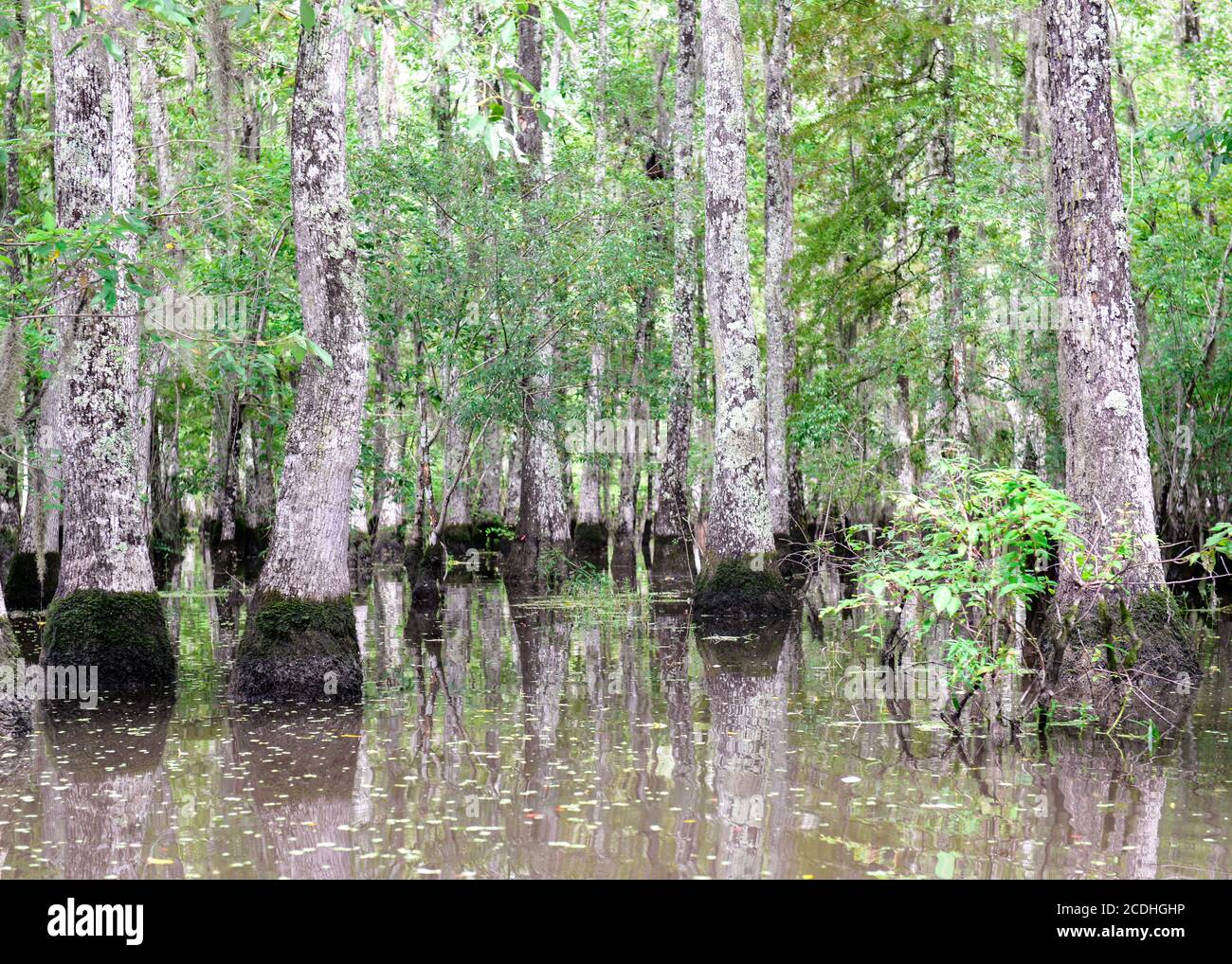 Louisiana bayou aligator hi-res stock photography and images - Alamy