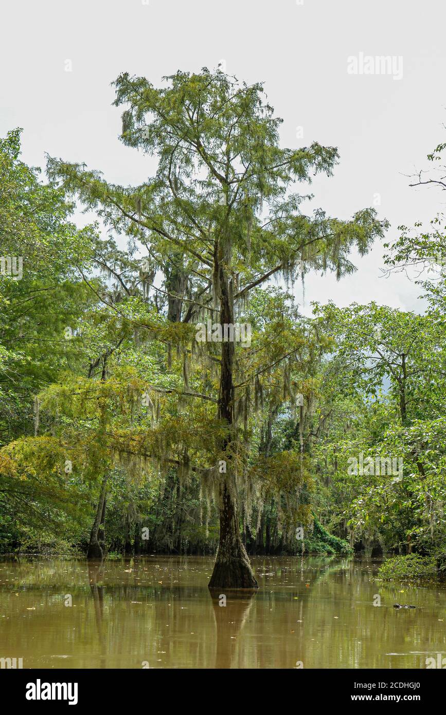 Louisiana bayou aligator hi-res stock photography and images - Alamy