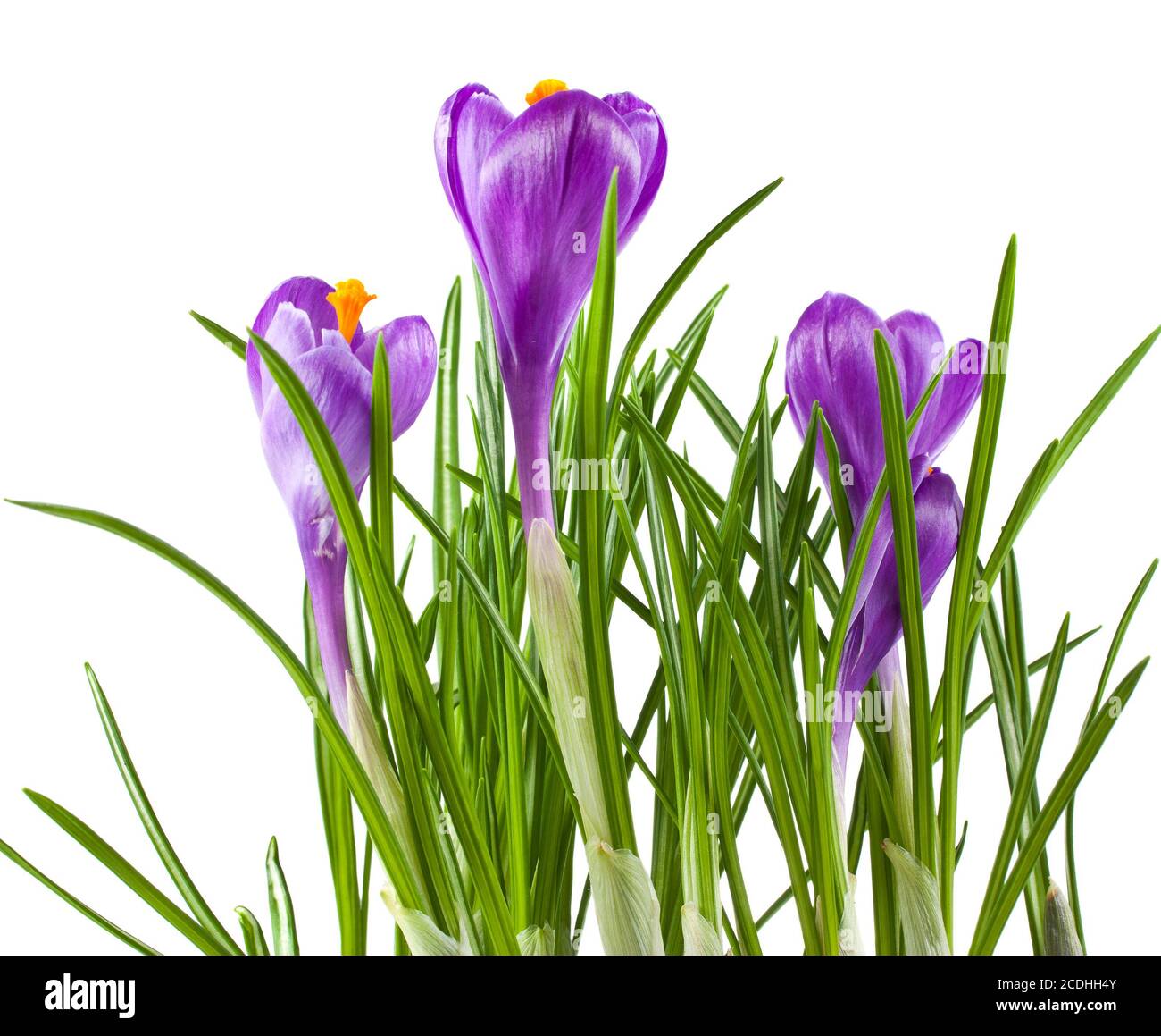 Beautiful fresh spring crocus Cut Out Stock Images & Pictures - Alamy