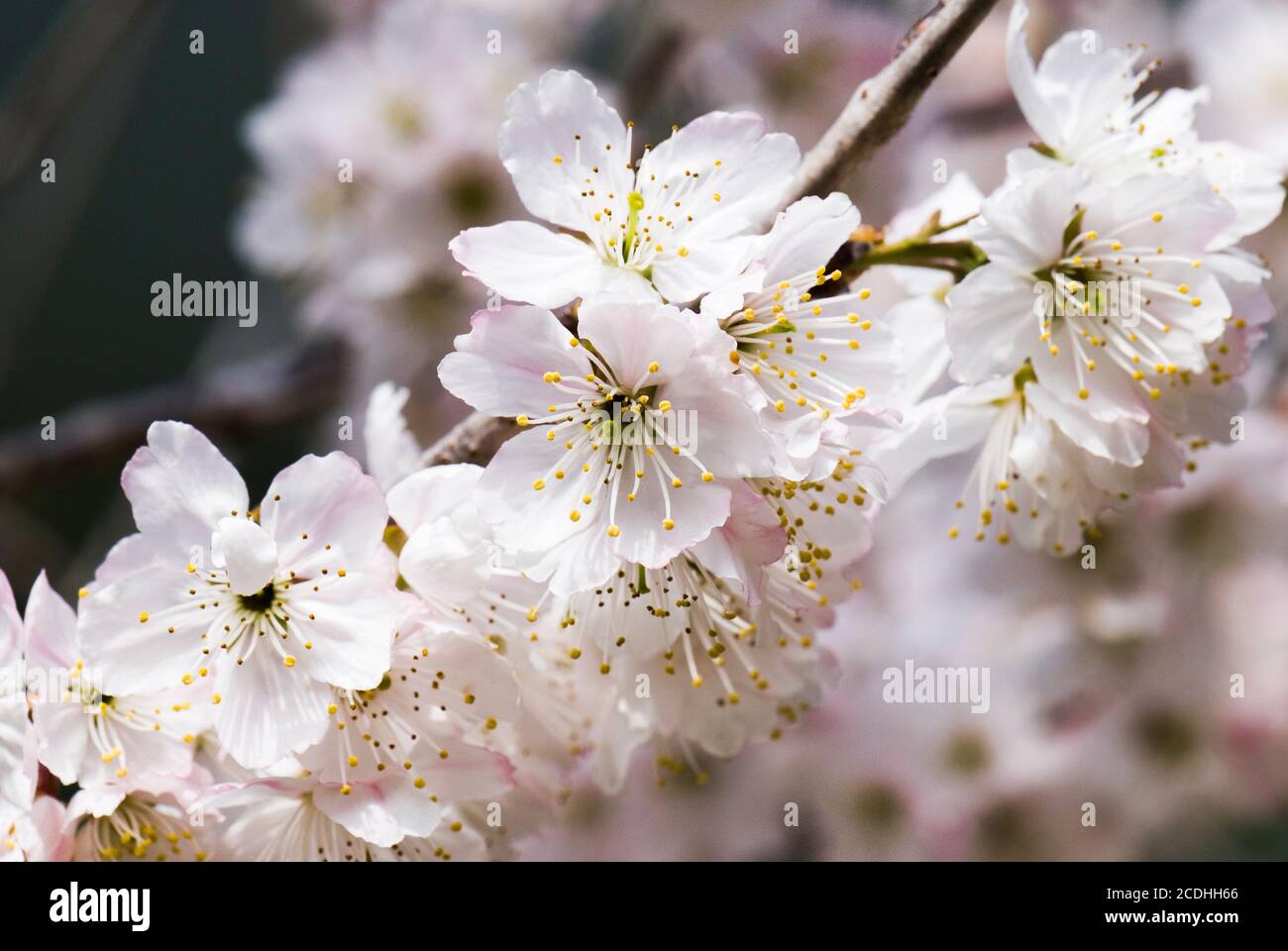 Beautiful cherry blossoms are blooming in the Alishan Forest Recreation ...