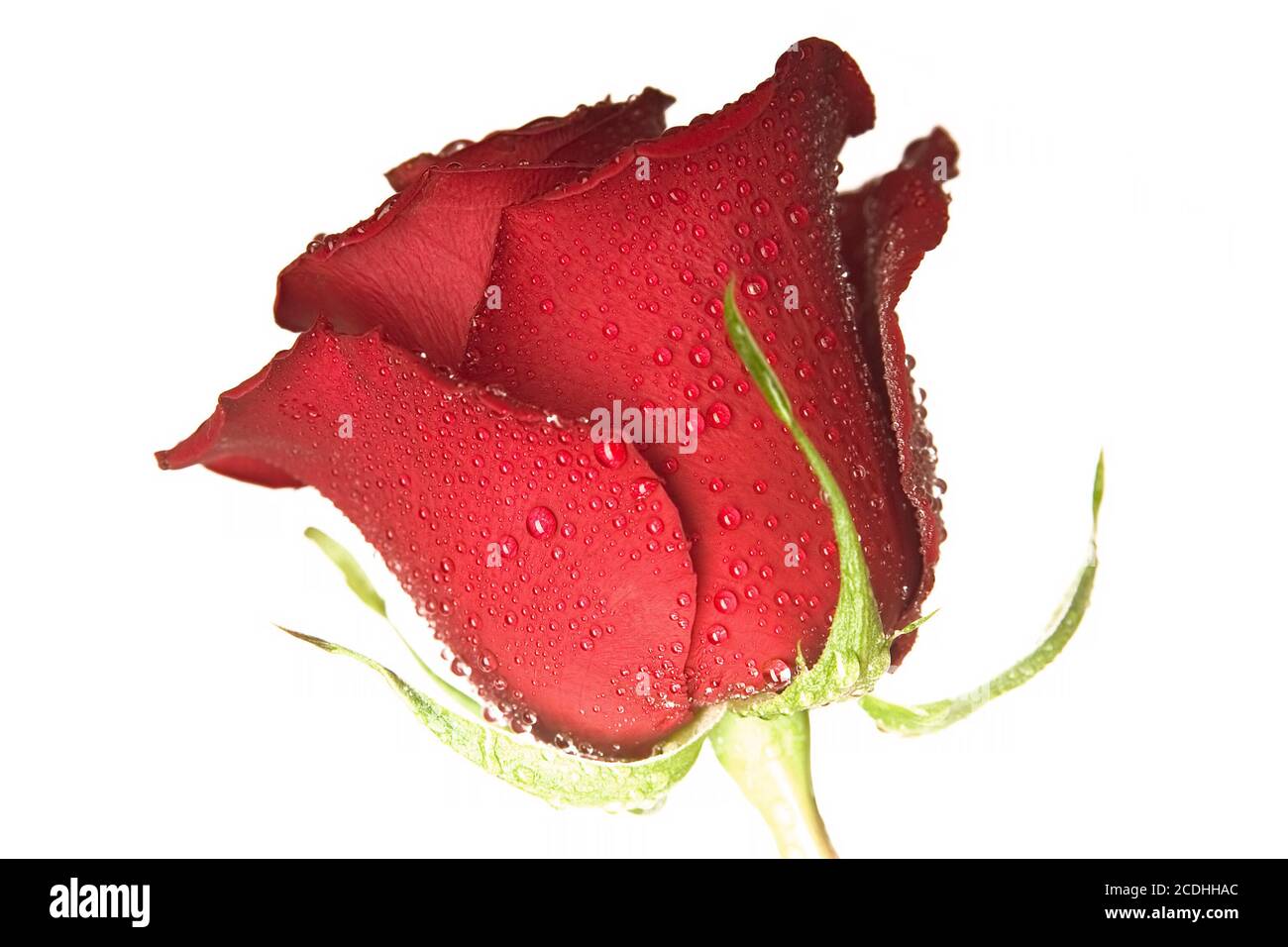 Scarlet rose hi-res stock photography and images - Alamy