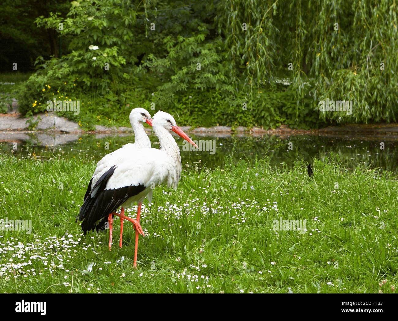 Stork flower hi-res stock photography and images - Alamy