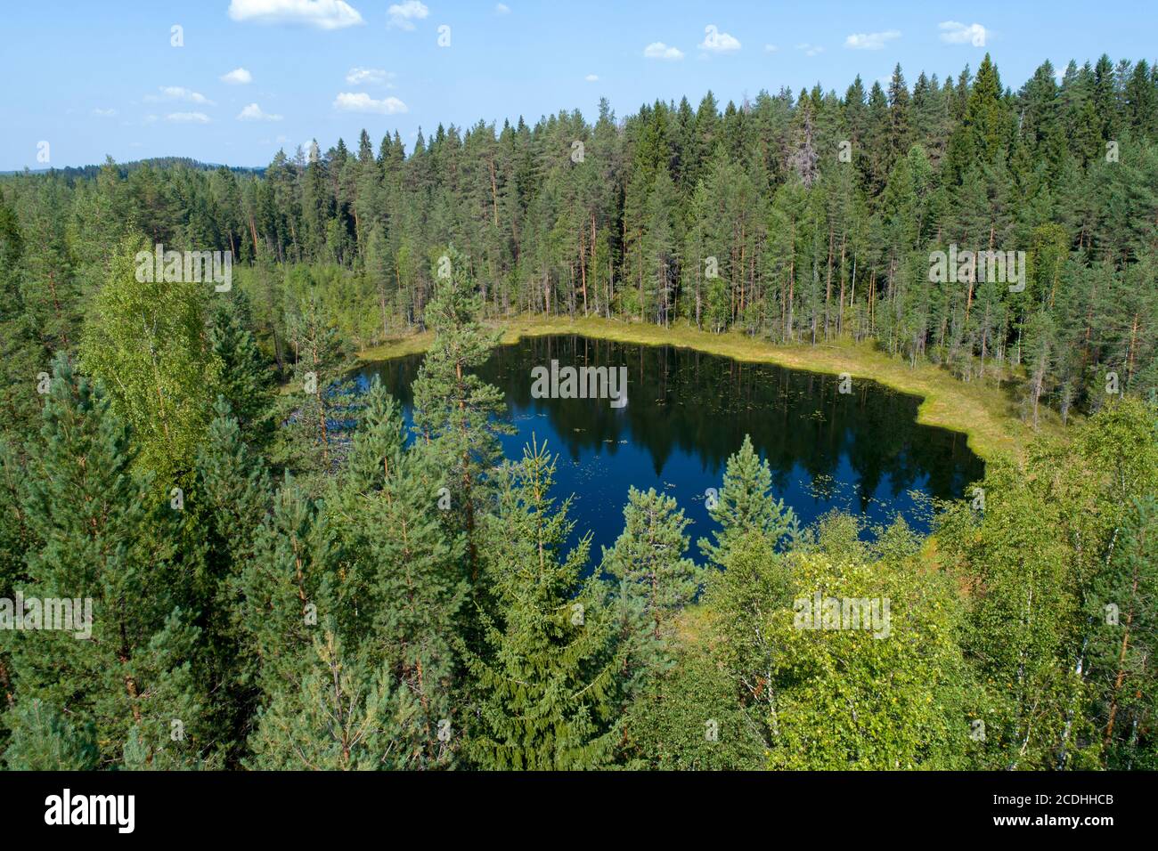 Aerial view of a small forest pond in the middle of the forest at ...