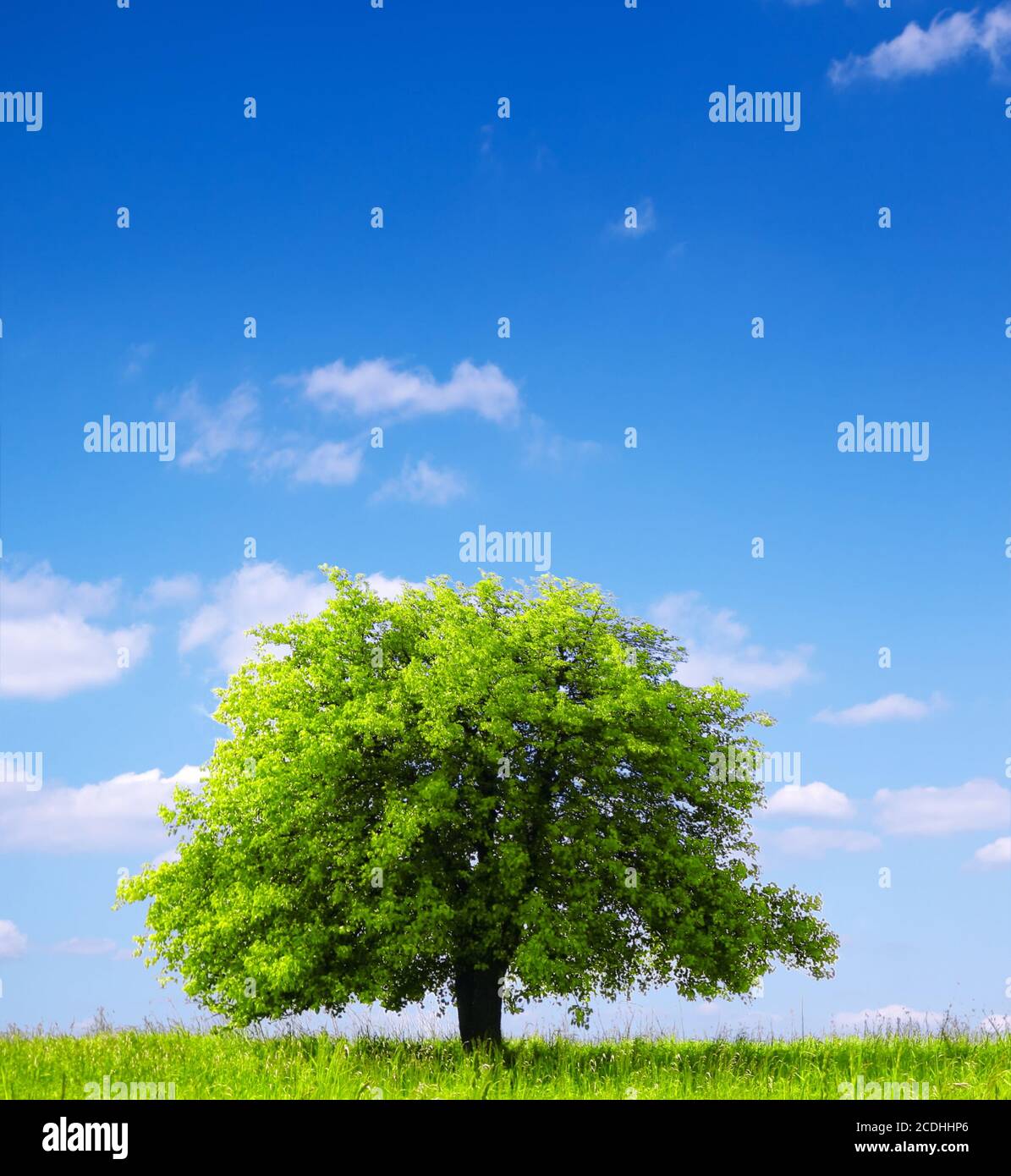 Tree and cloudy sky Stock Photo - Alamy
