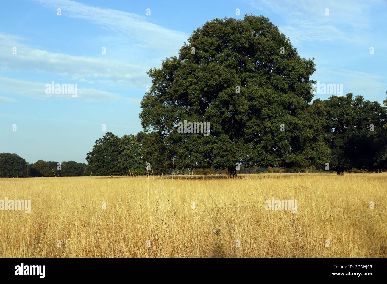 oak trees in long summer grass uk Stock Photo - Alamy