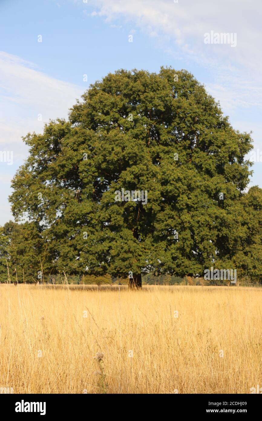 Ancient oak trees in richmond park hi-res stock photography and images ...