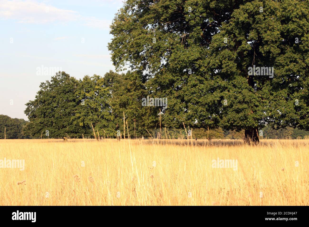 oak trees in long summer grass uk Stock Photo - Alamy
