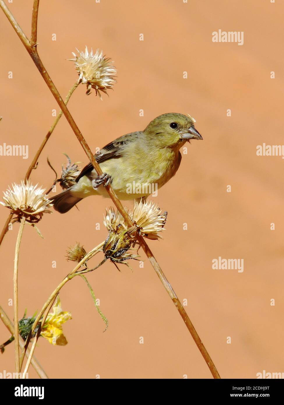 A female lesser goldfinch perched on a dry stick, with a peach-colored ...