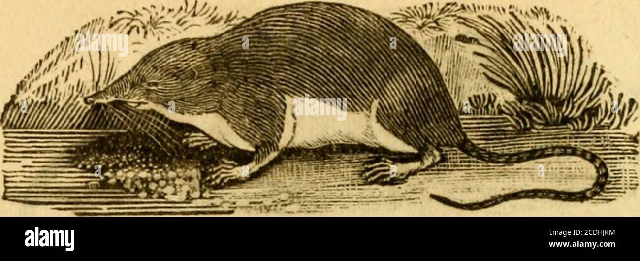 Shrew teeth hi-res stock photography and images - Alamy