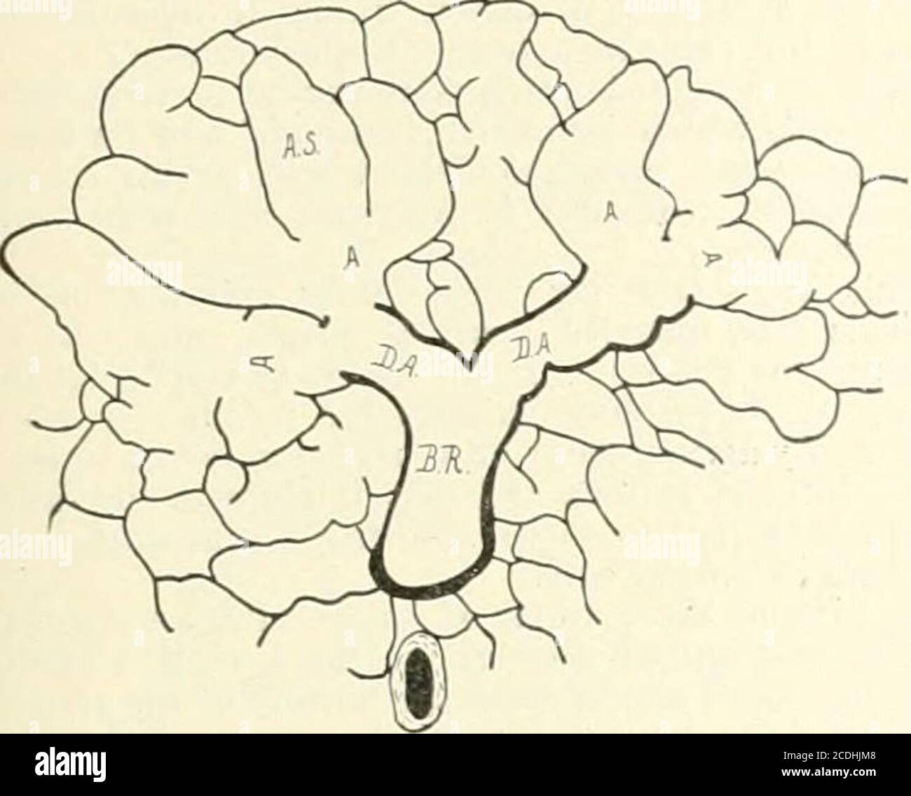 Bronchus, epithelium hi-res stock photography and images - Alamy