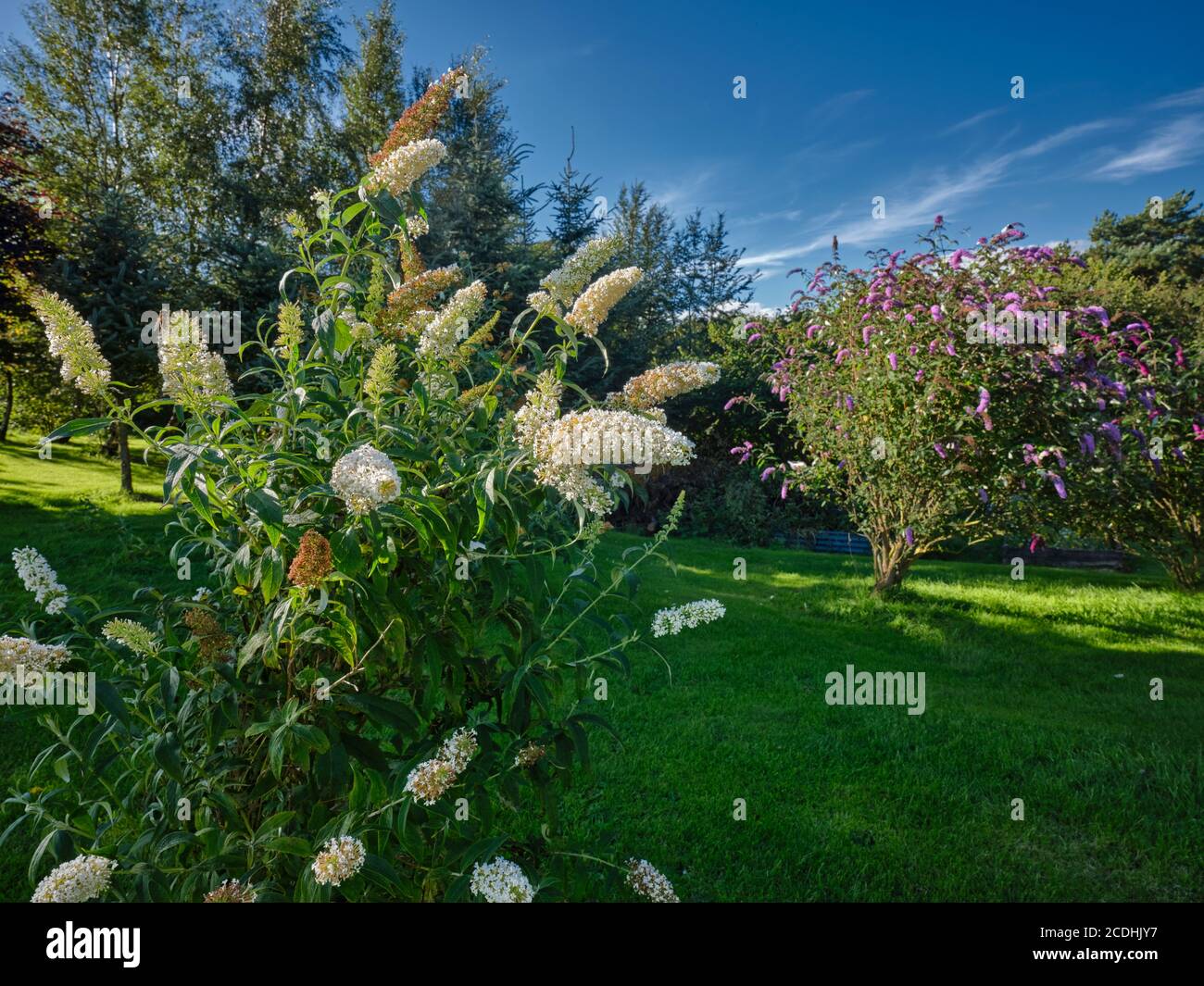 Buddleia white garden summer hi-res stock photography and images - Alamy