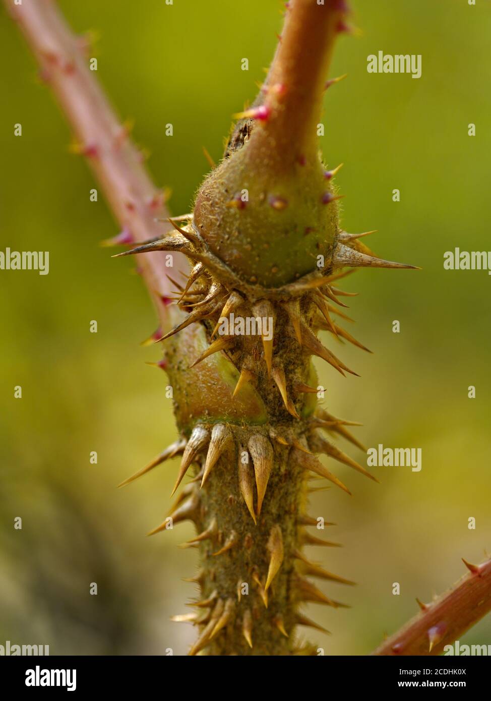 Prickly bush hi-res stock photography and images - Alamy