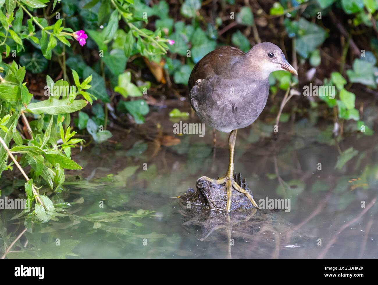Juvenile Moorhen chick (Gallinula chloropus) standing on one leg on a ...