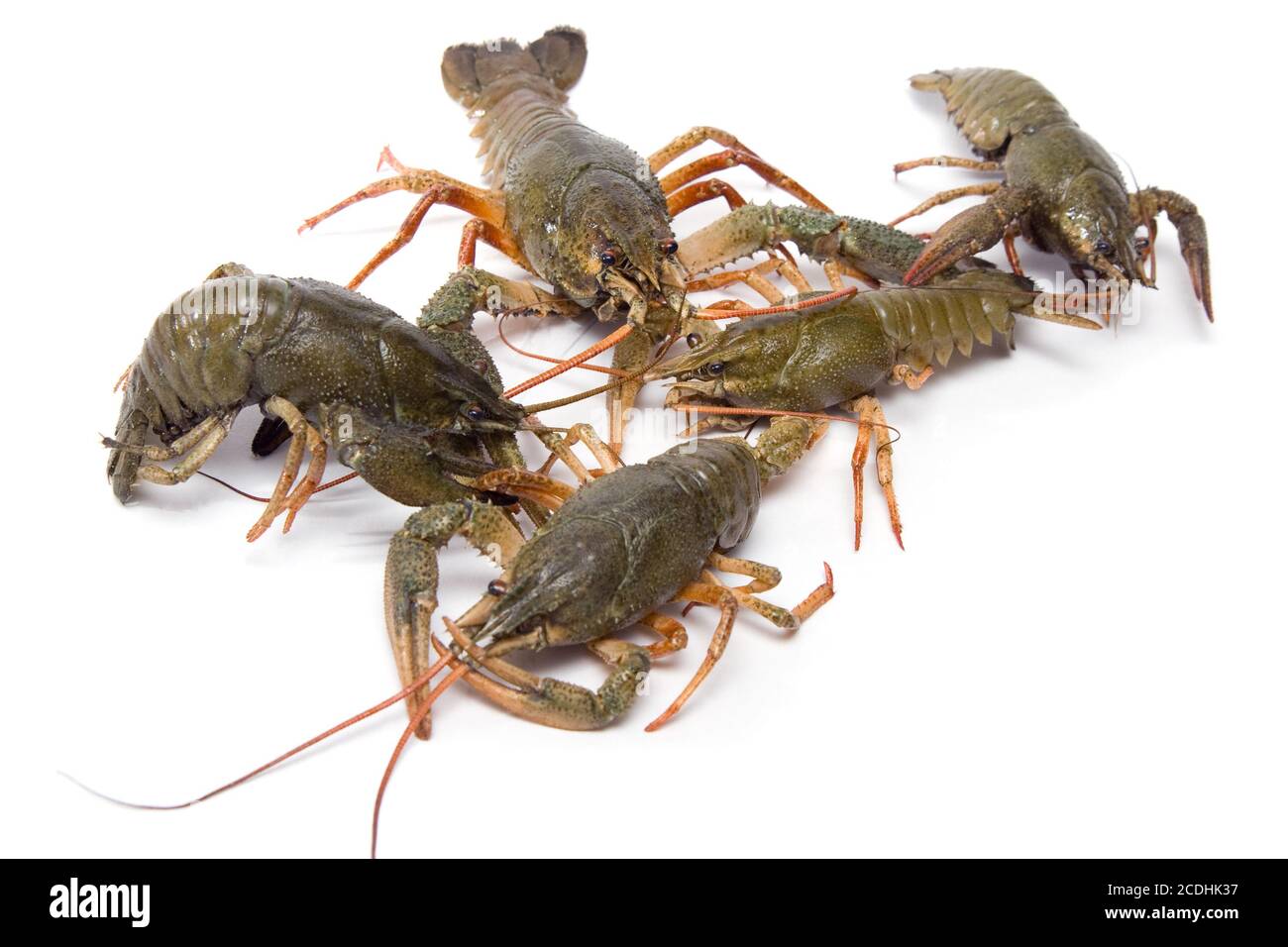Make crayfish Cut Out Stock Images & Pictures - Alamy