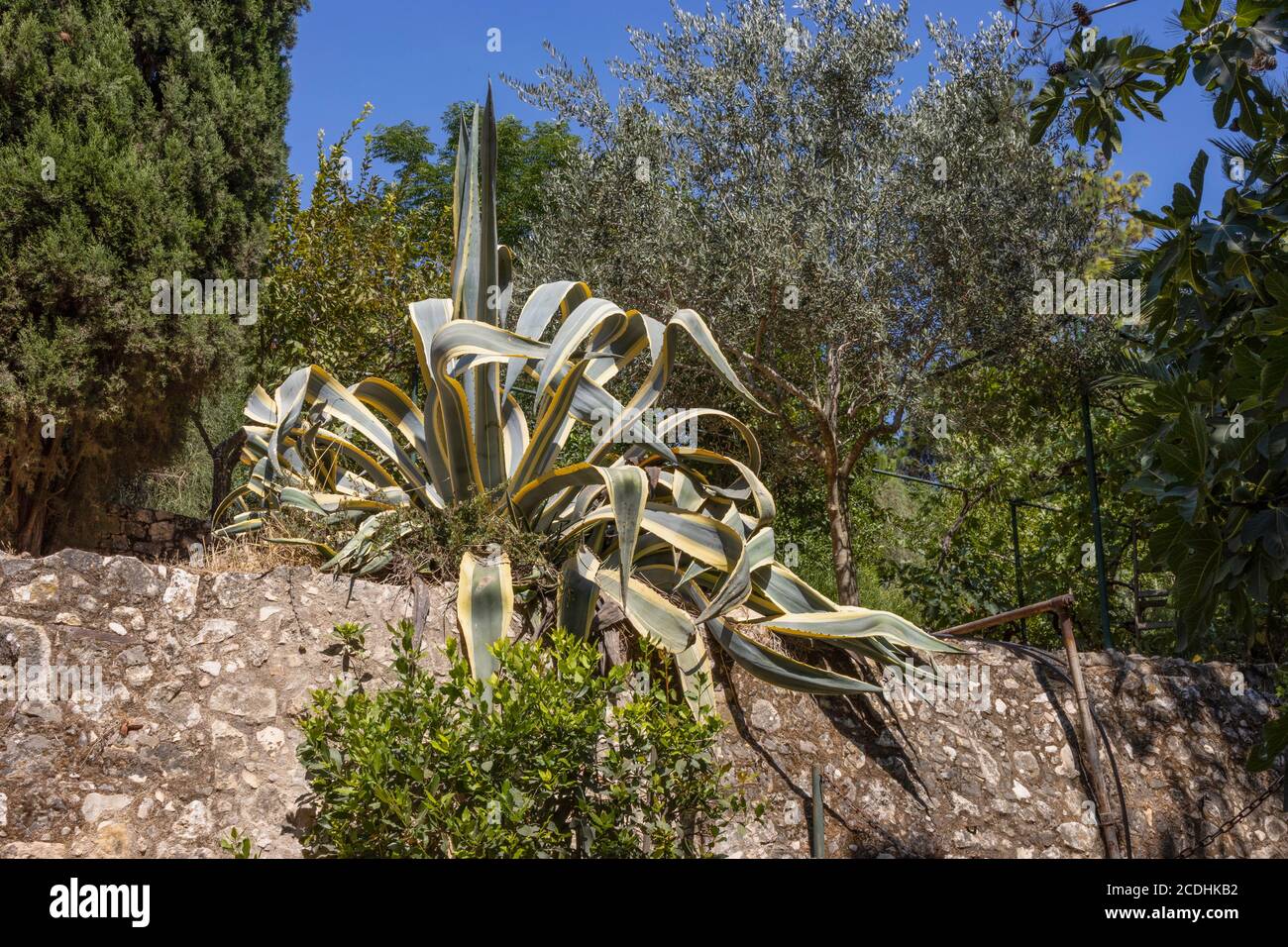 An agave with a cypress, an olive, a fig, and citrus trees, on a sunny ...