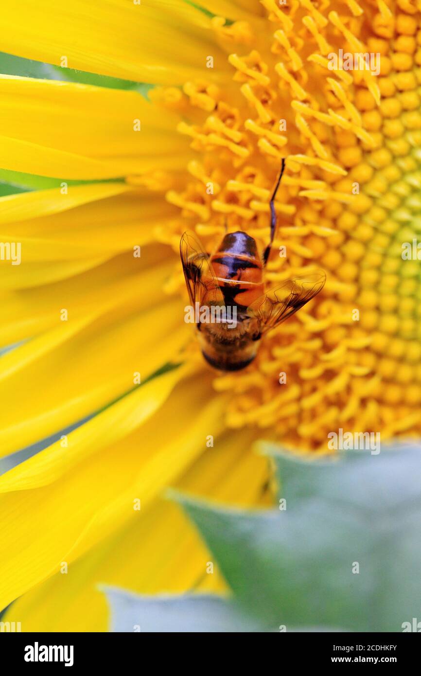 bee in the sunflower nectar collected Stock Photo - Alamy