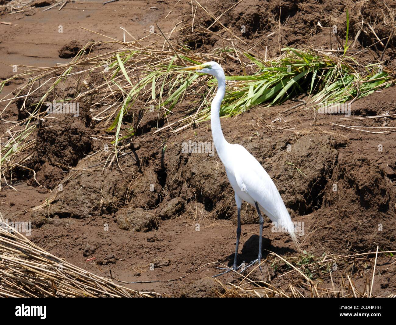 Great egret, Tarcoles River, Costa Rica Stock Photo - Alamy
