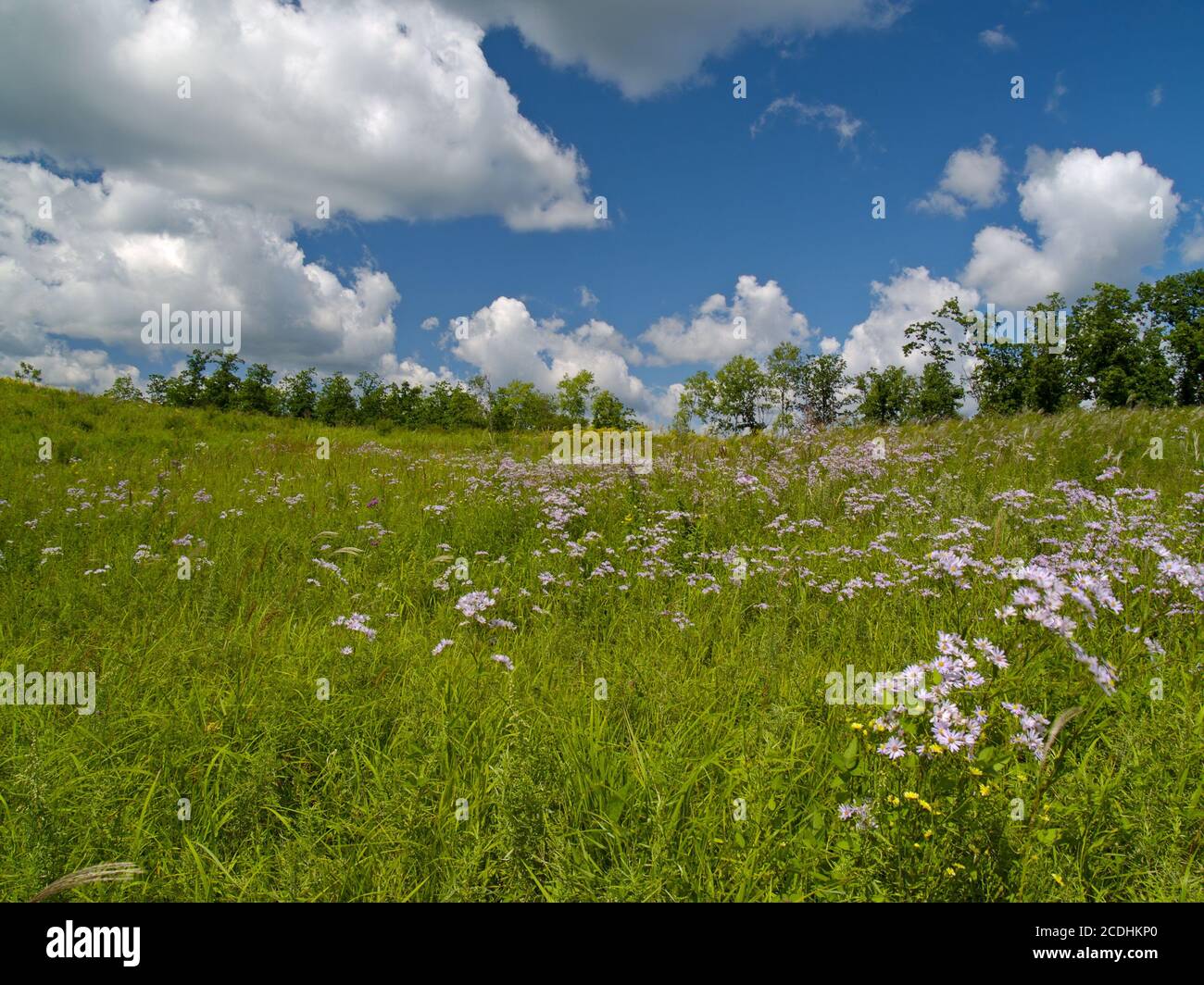 Meadow flower slope summer hi-res stock photography and images - Alamy