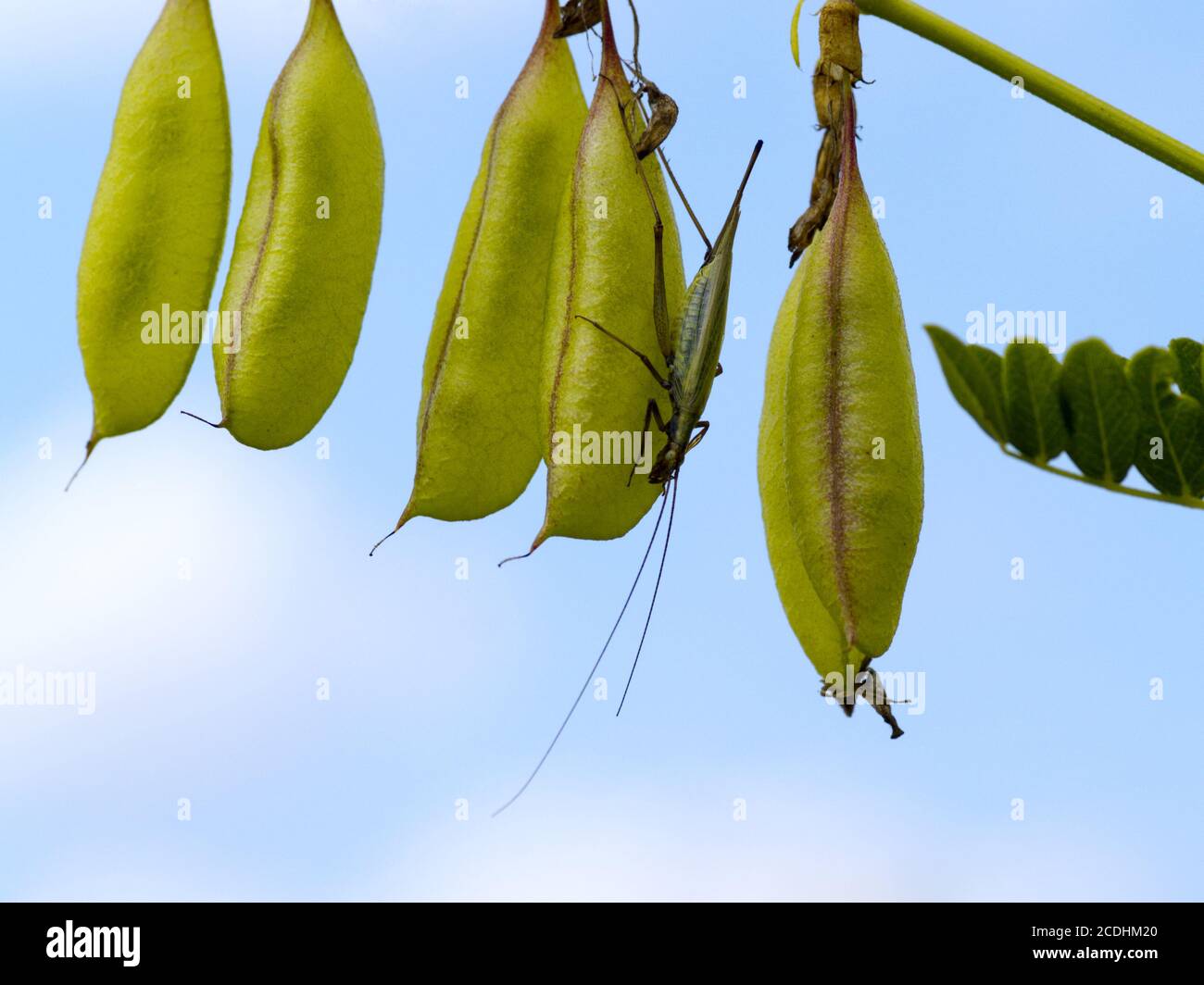Pods of wild peas with an insect Stock Photo - Alamy