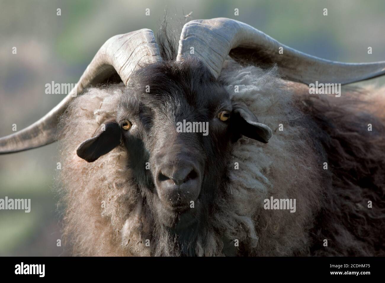 Horned and bearded goat hi-res stock photography and images - Alamy
