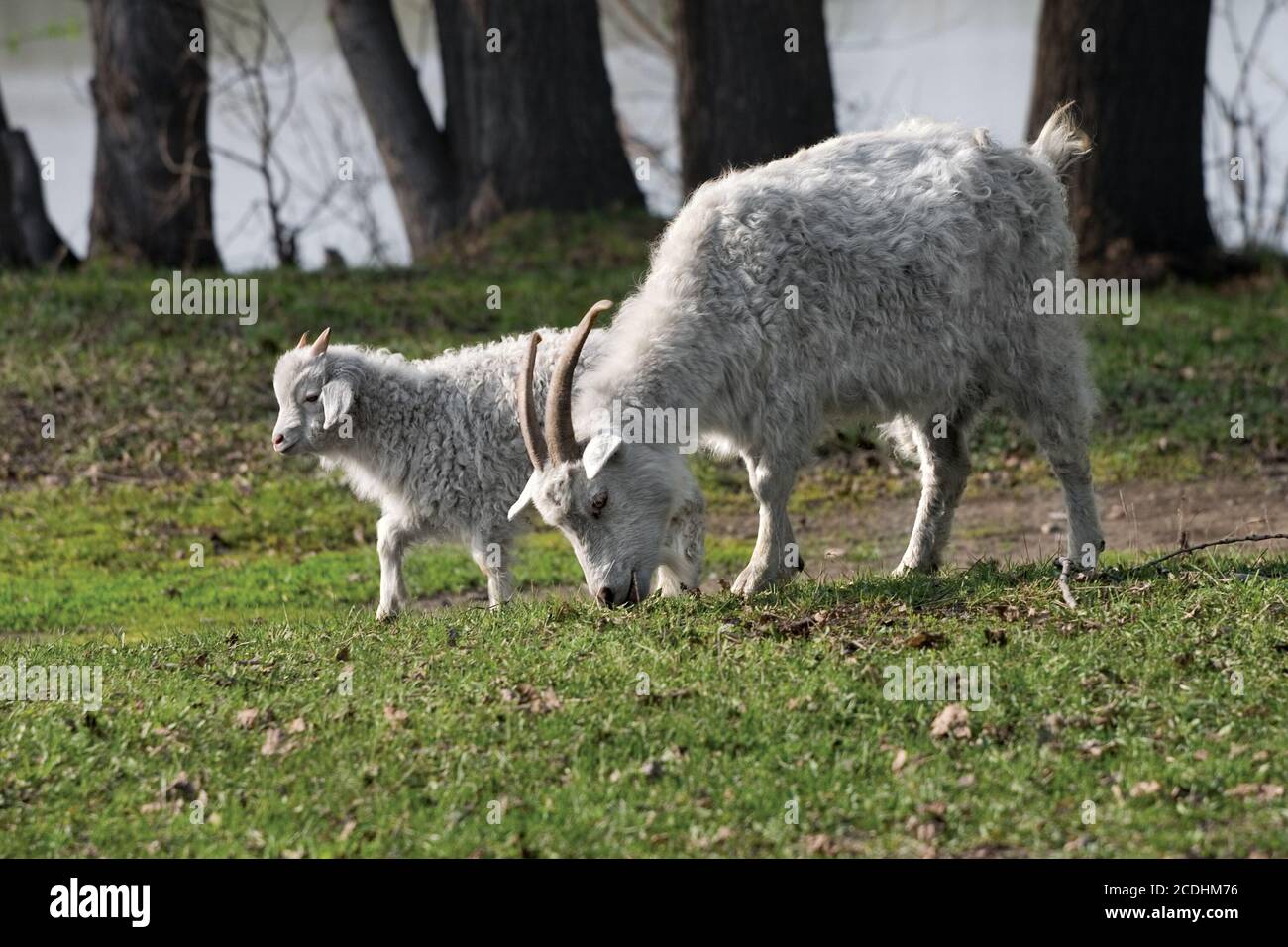 Goat and kid Stock Photo - Alamy