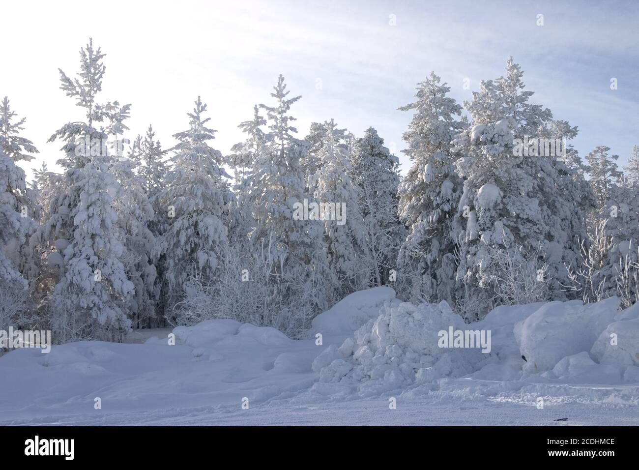 Evergreen fur-trees and pines covered by a snow on Stock Photo - Alamy